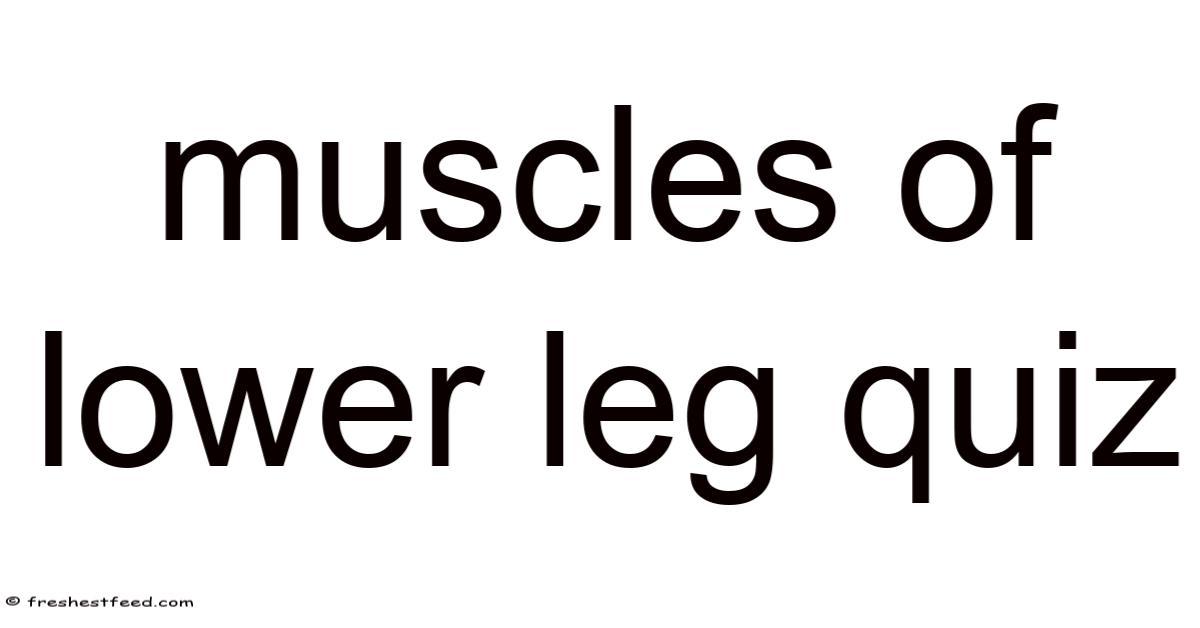 Muscles Of Lower Leg Quiz